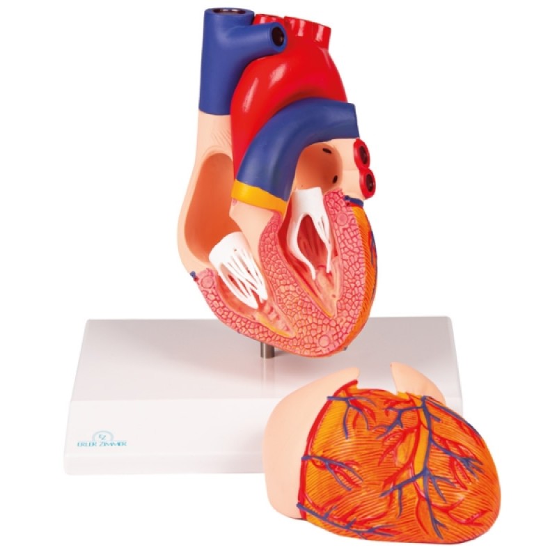 Erler-Zimmer 2-Part Life-Size Heart Model - LabWorld.co.uk
